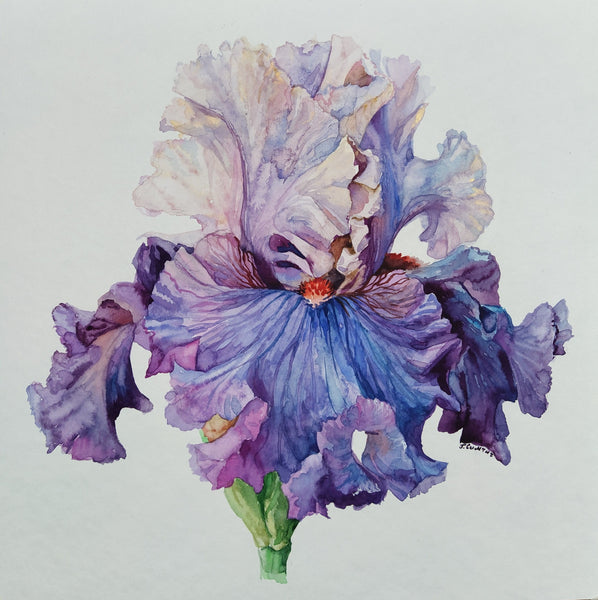 "Iris Beauty" Watercolor Painting for Sale | Benarto Art Gallery
